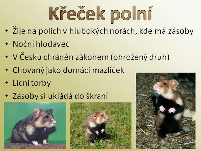 Sehnalová Sabina =): Prezentace Hlodavci