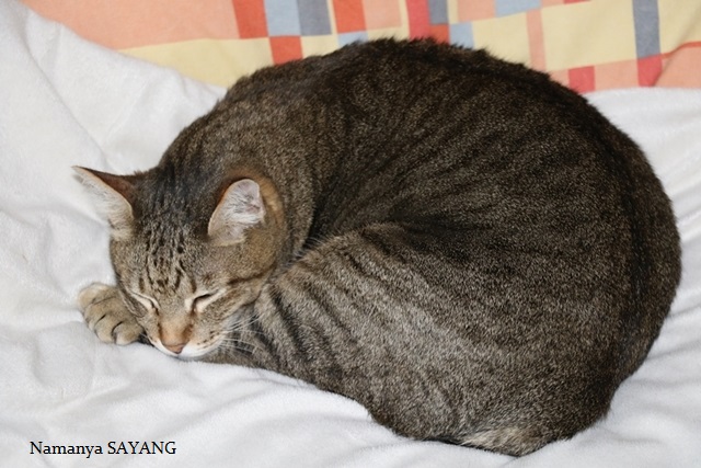 Promosi Pariwisata Indonesia