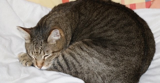 Promosi Pariwisata Indonesia: Kucing lokal dari Aceh tinggal di Jerman