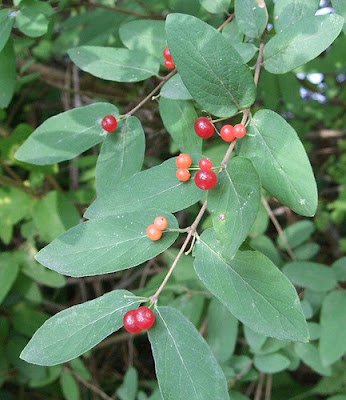Fruit Seeds of Southern Michigan: Lonicera morrowii/tatarica/bella ...