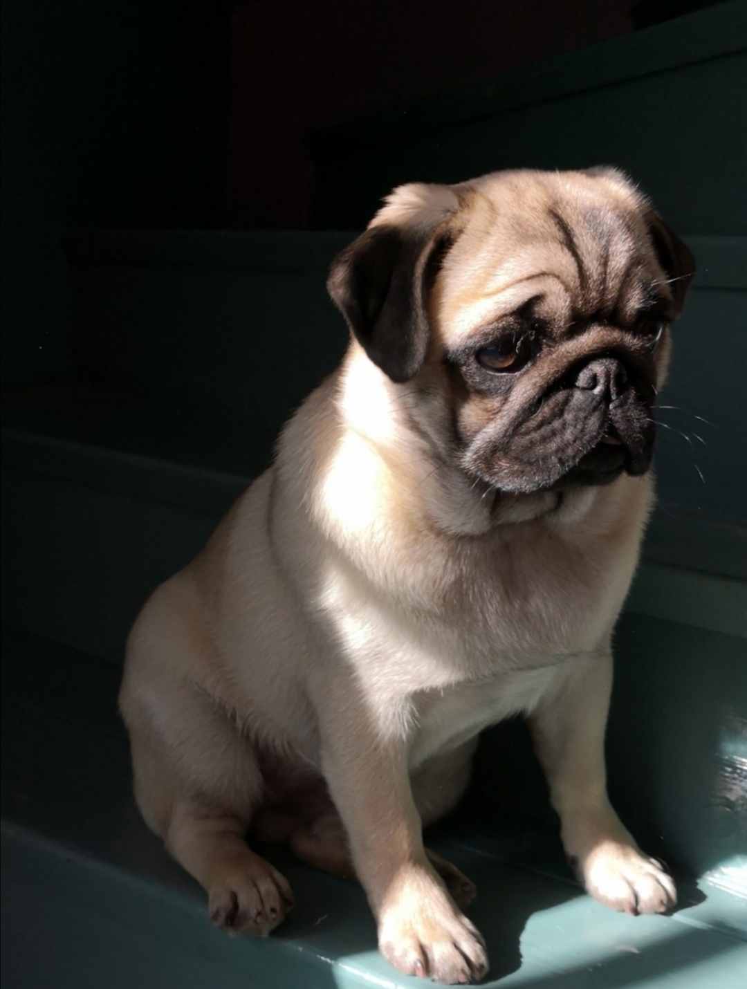 Kennel Caralina´s: Mopsi/Pugs