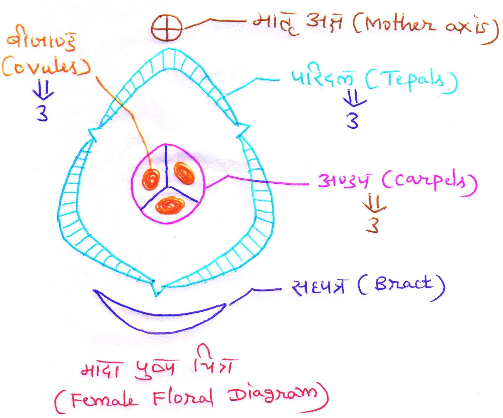 Castor Crop Improvement