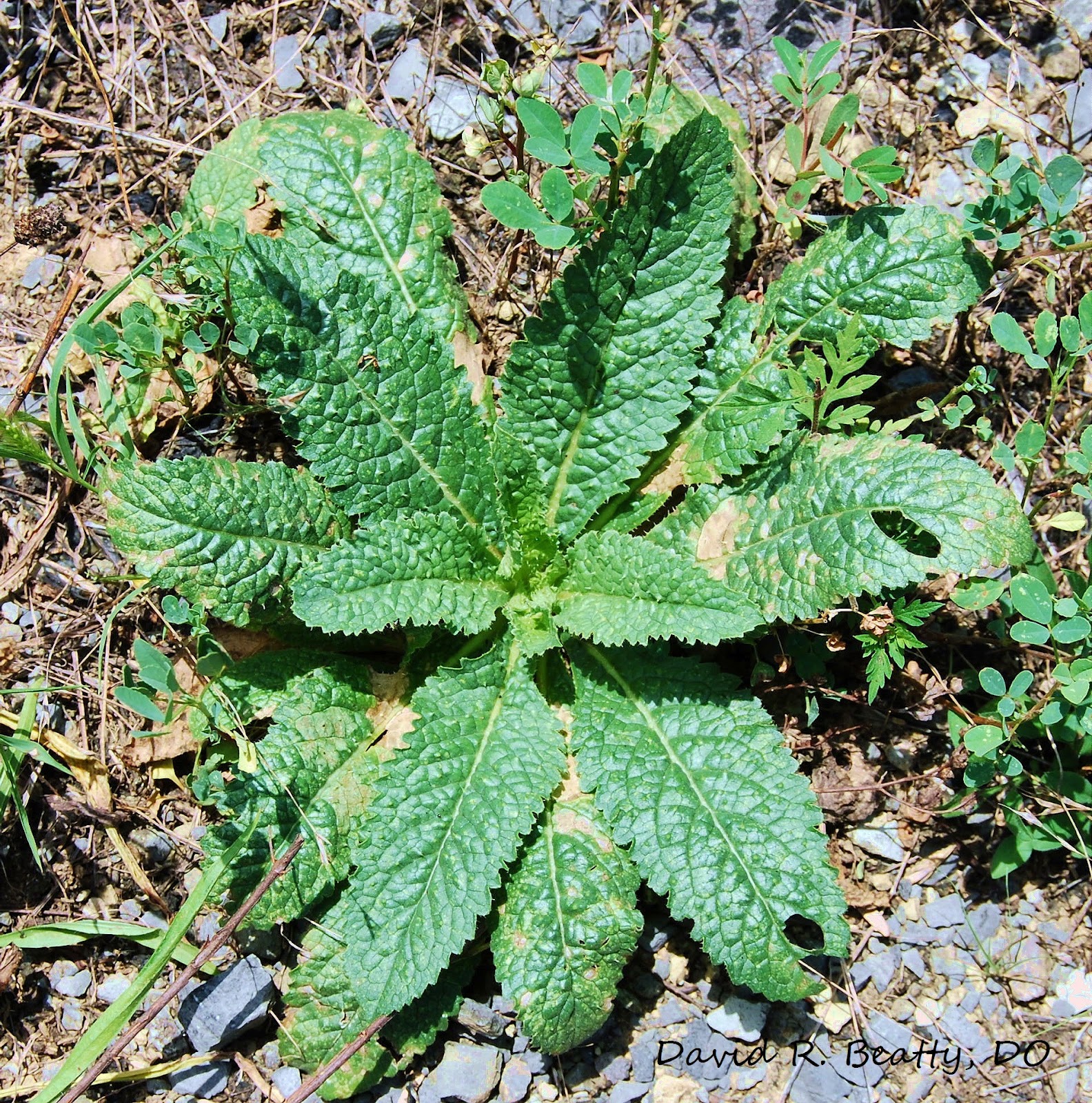 Herbal Remedies at Home: HARVESTING BIENNIAL ROOTS