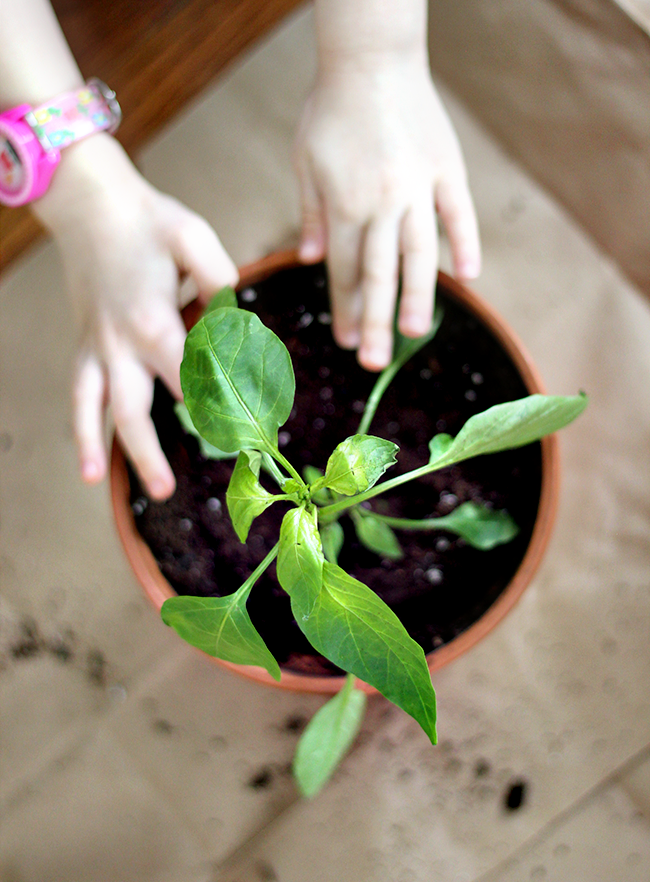 Bubby and Bean ::: Living Creatively: How Gardening Helps Kids Grow