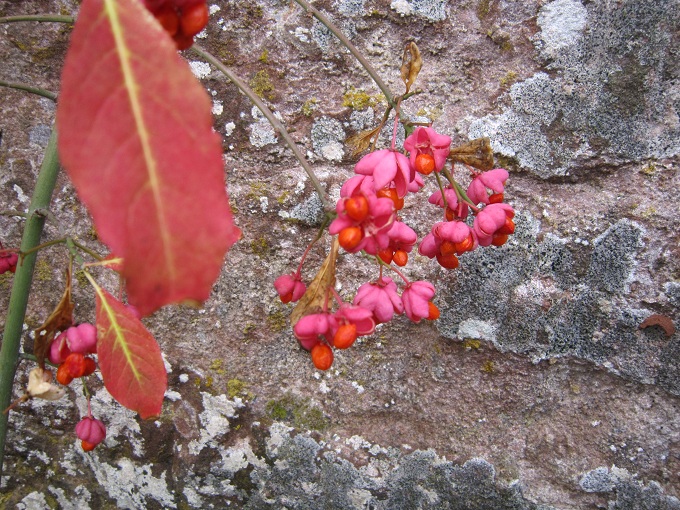 La Fleur du Dimanche: Fleurs modestes, fruits prometteurs