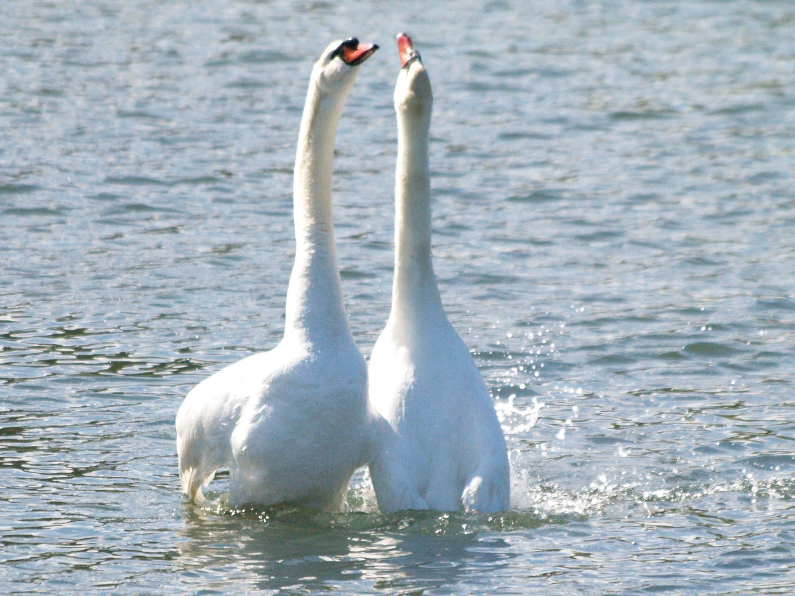 Fotografiando mi Mundo: Cisnes...padres felices y los polluelos ...