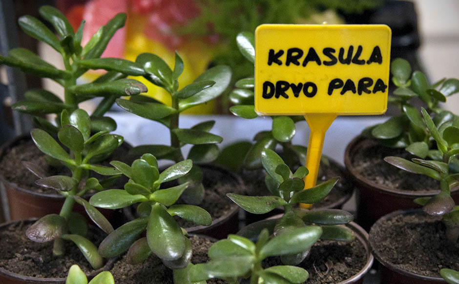 Astroboss: Kako privuci novac?