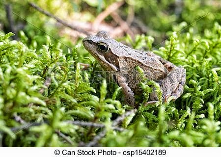 Fieggentrio: Boskikkers in de winter.