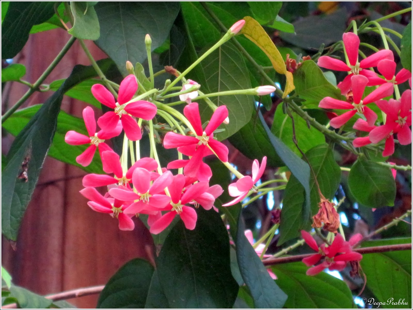 Pink cassia flower/ Madhu Malti flower - Random Photography