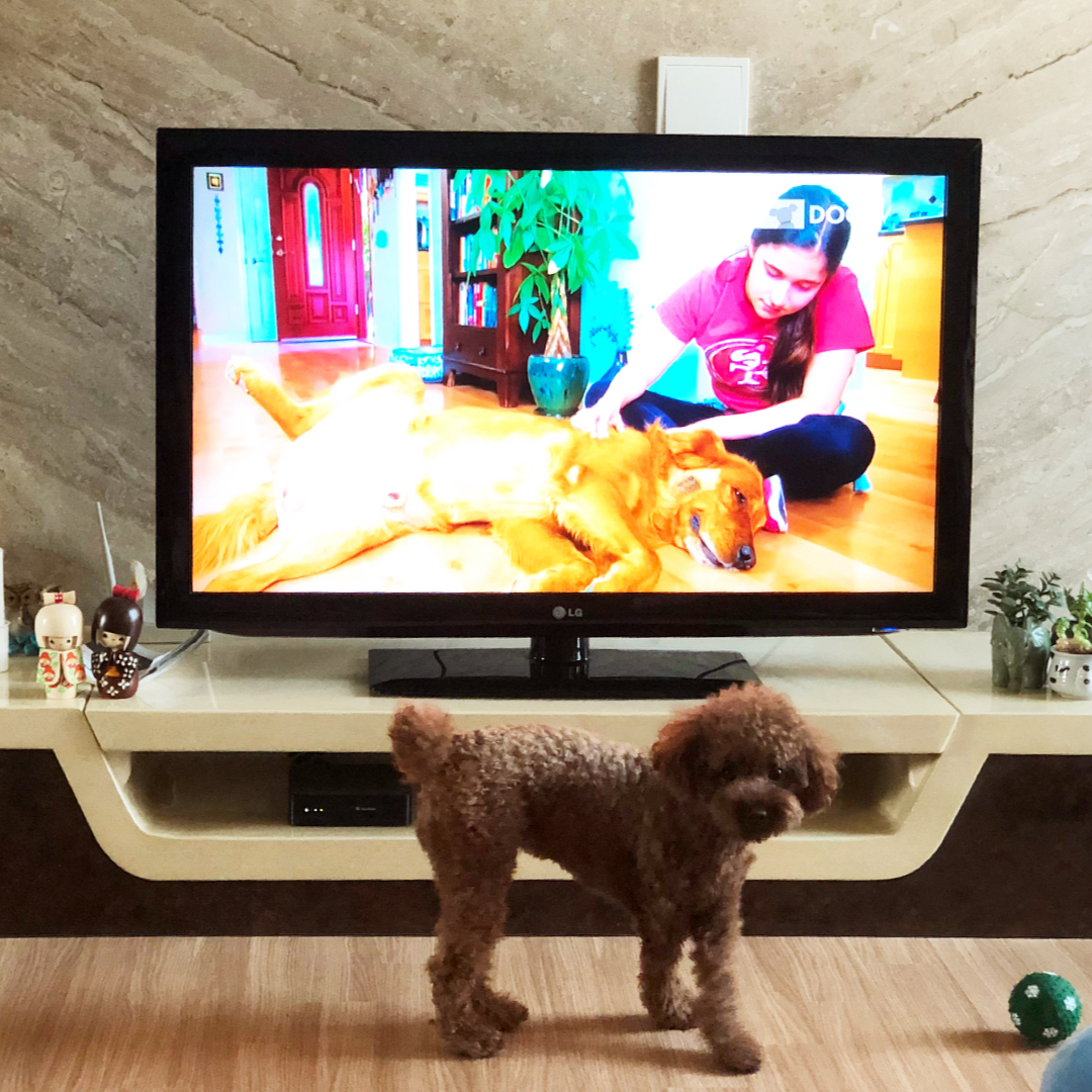 DOGTV launches in Australia exclusive to PETstock | Australian Dog Lover