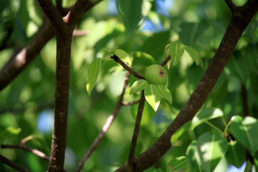 The male iguana we see is very accommodating. He sits long enoughon the ...