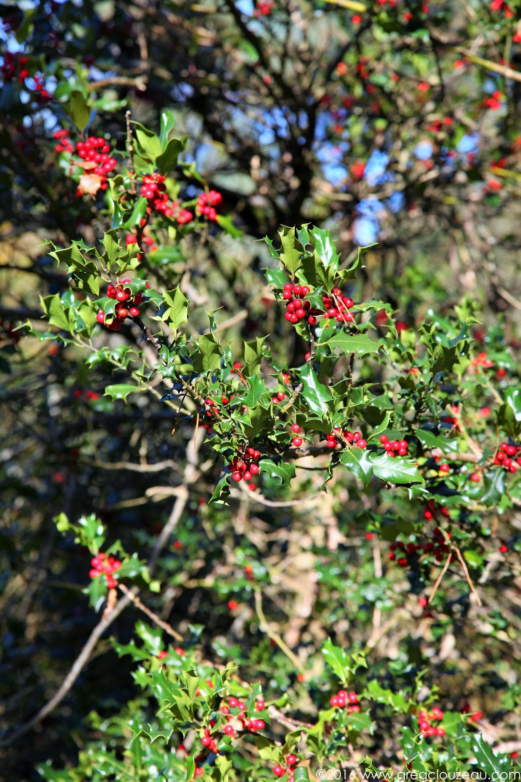 Connaissez-vous les vrais et faux houx de Fontainebleau ...