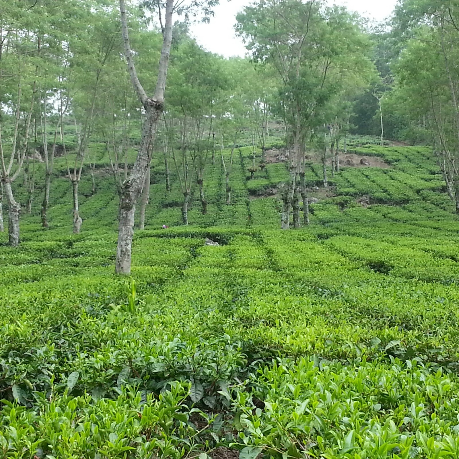 Tea in the ancient world: Indonesian teas: an overview