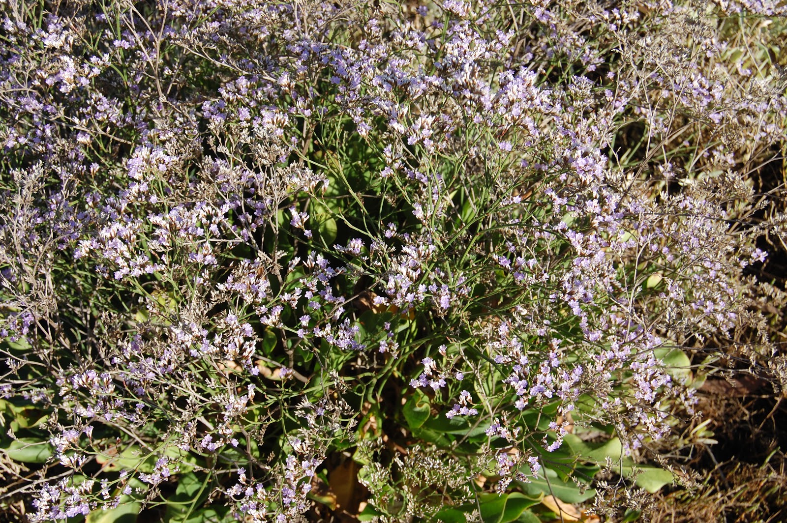 Plantas: Beleza e Diversidade: Limónio (Limonium vulgare)