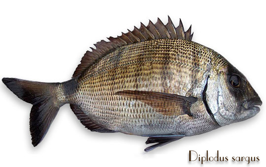 Pescare in Adriatico on line: Sarago, il pesce e tipologie