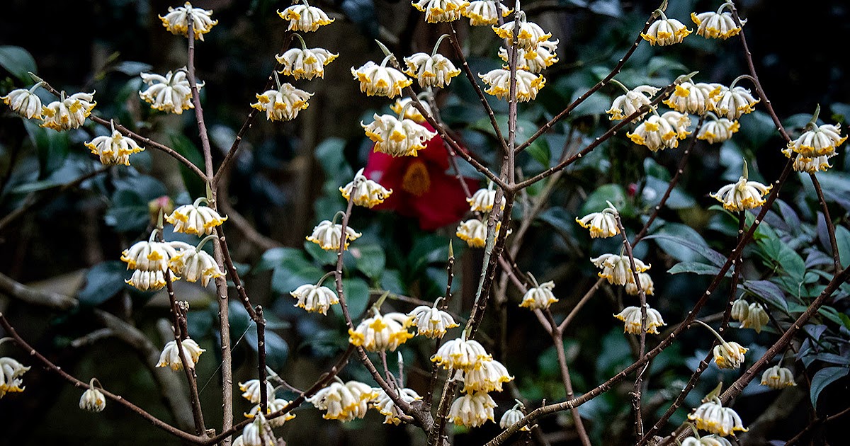 FROM THE GARDEN OF ZEN: Mitsumata (Edgeworthia chrysantha) flowers ...