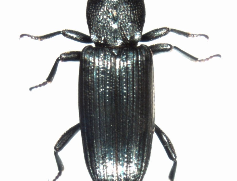 Variety of Life: Coccinelloidea