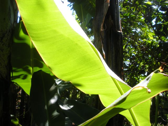 goldengreenandbluedays: for the love of matoke...