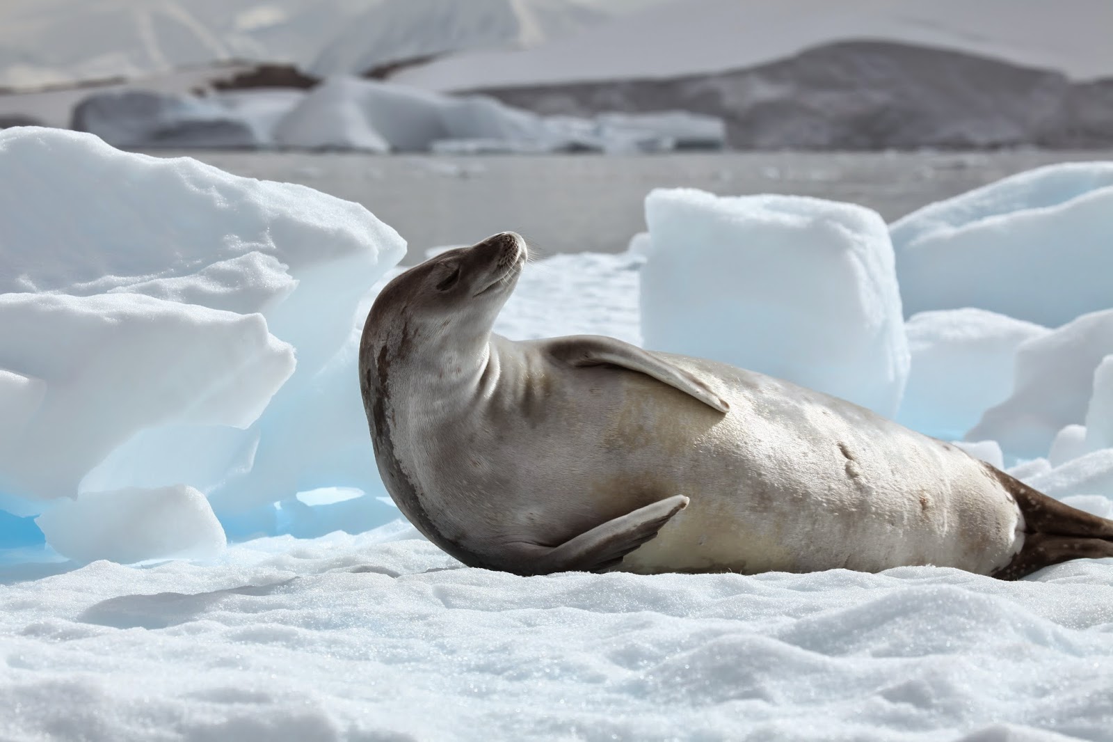 Blog de Sociales 1º ESO : PAISAJES FRÍOS: CLIMA POLAR Y DE ALTA MONTAÑA