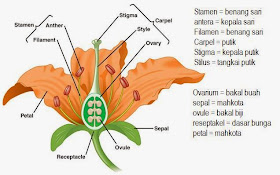 Terkeren 13+ Gambar Bunga Terompet Dan Bagiannya - Gambar Bunga Indah