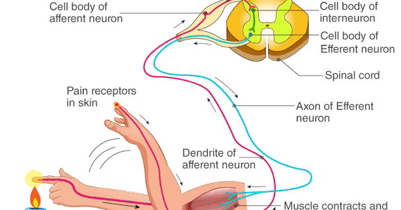 The biology world: Reflex action