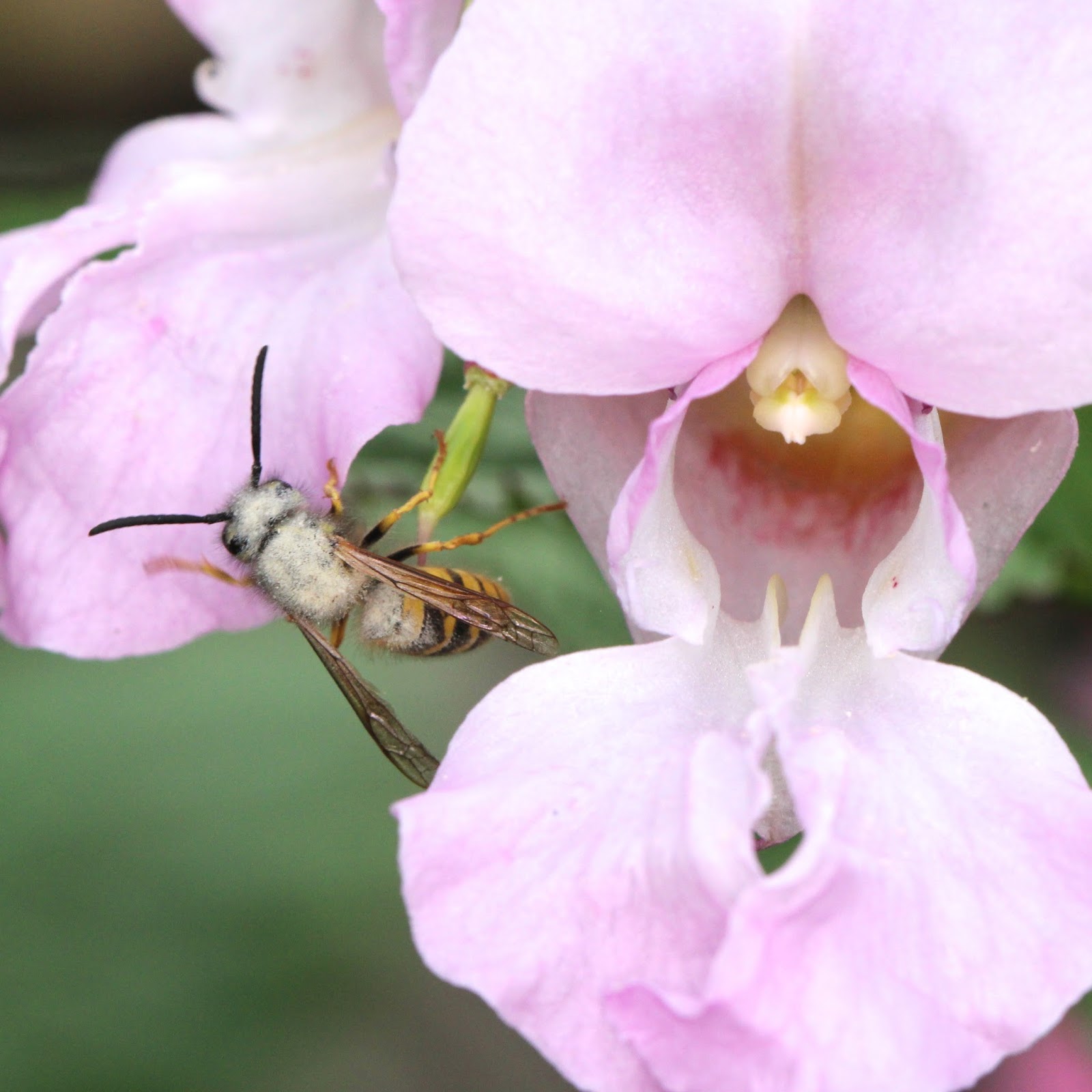 TrogTrogBlog: Ghost bees