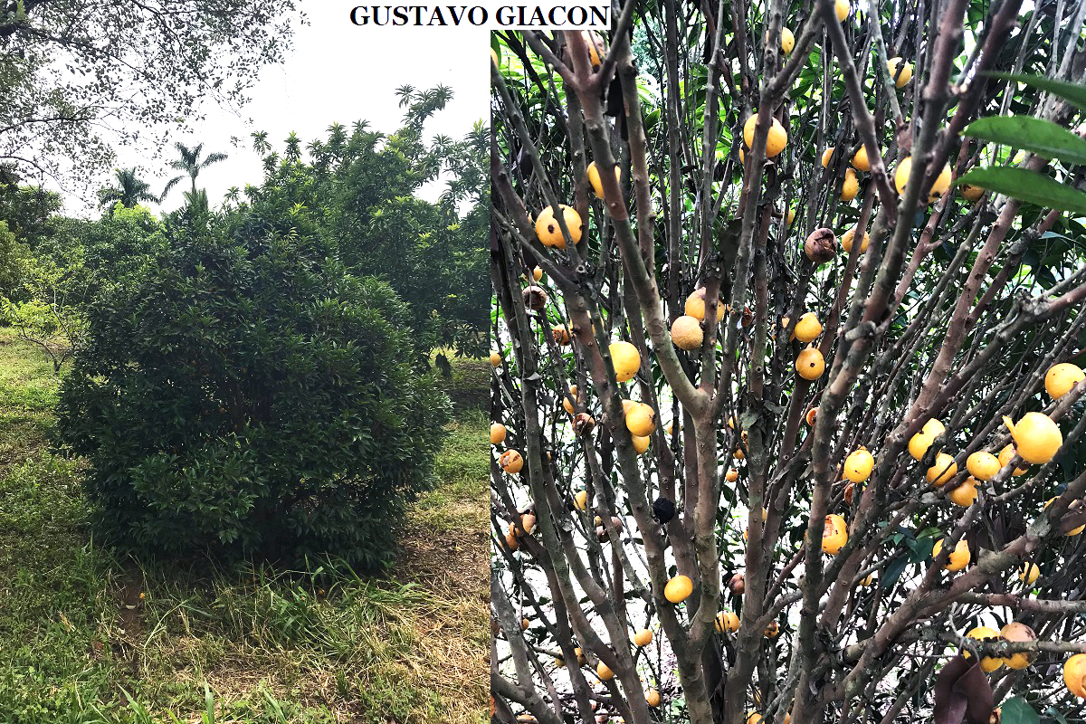 Viveiro Ciprest - Plantas Nativas e Exóticas: Cambucá ( Plinia edulis )