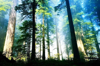 Pengertian bioma taiga, Karakteristik Dan Manfaat Bioma Taiga