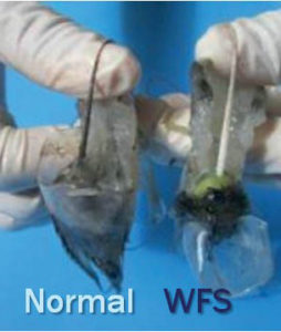 SHRIMP FARMING WORLD: History of White Feces Disease and How to Handle it