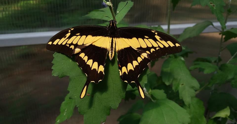 Ştiinţă pentru toţi: Papilio thoas Linnaeus, 1771 - Regele coada rândunicii