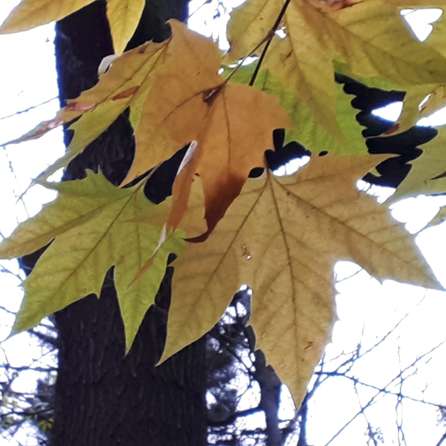 Letitia svetu: Obrázky z jesene