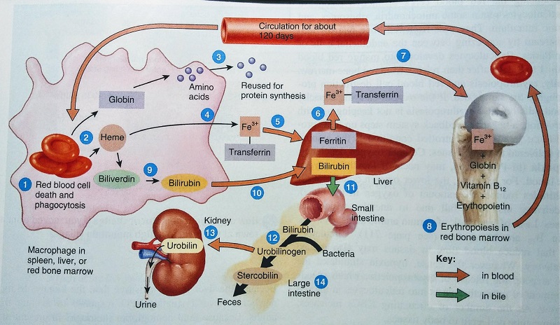 Daur Ulang Hemoglobin, Formasi dan Destruksi Sel Darah Merah | Lantana ...