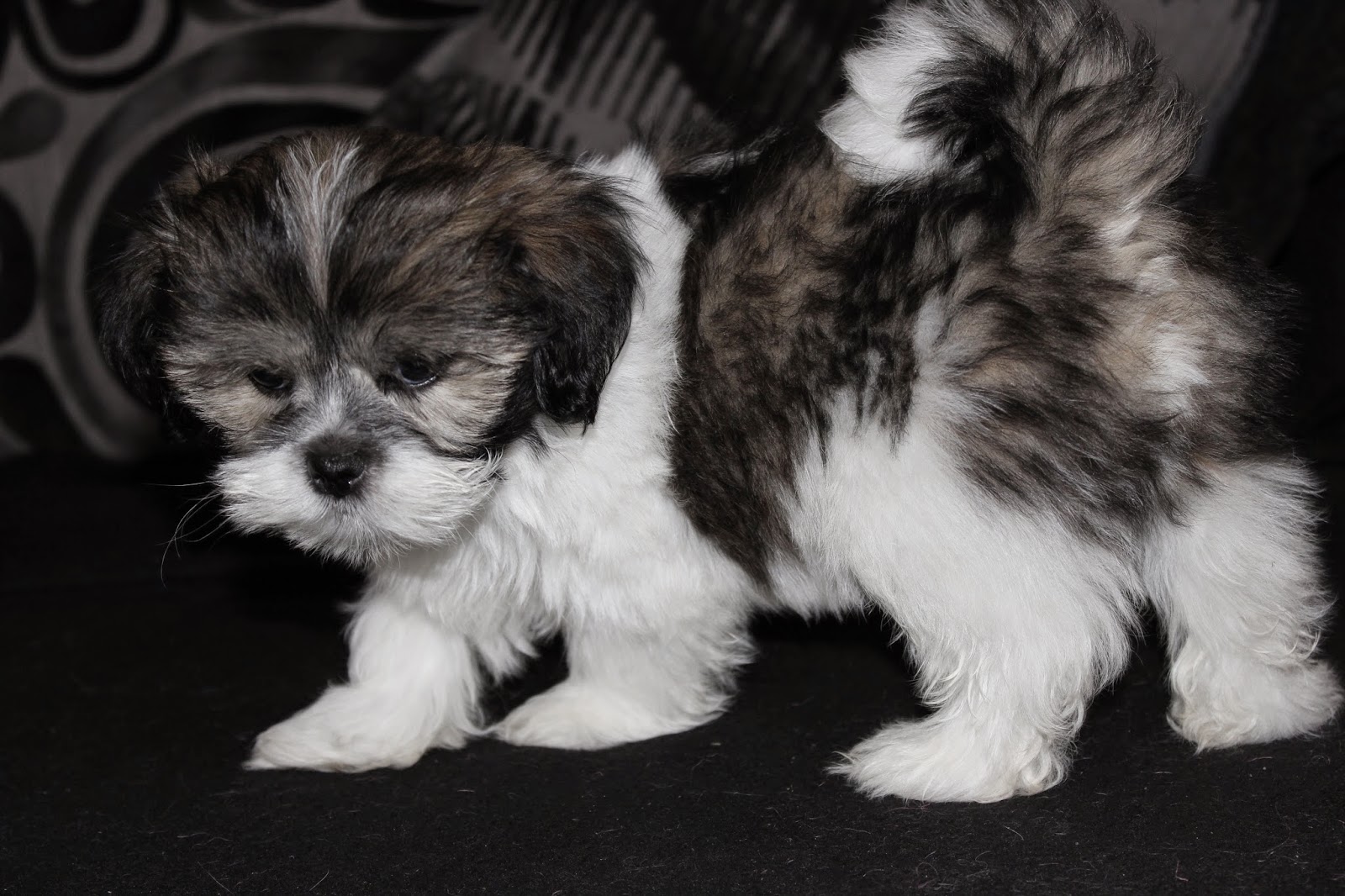 Lhasa Apso - Penny's Pups from birth to new homes: DEPARTING PUPPIES ...