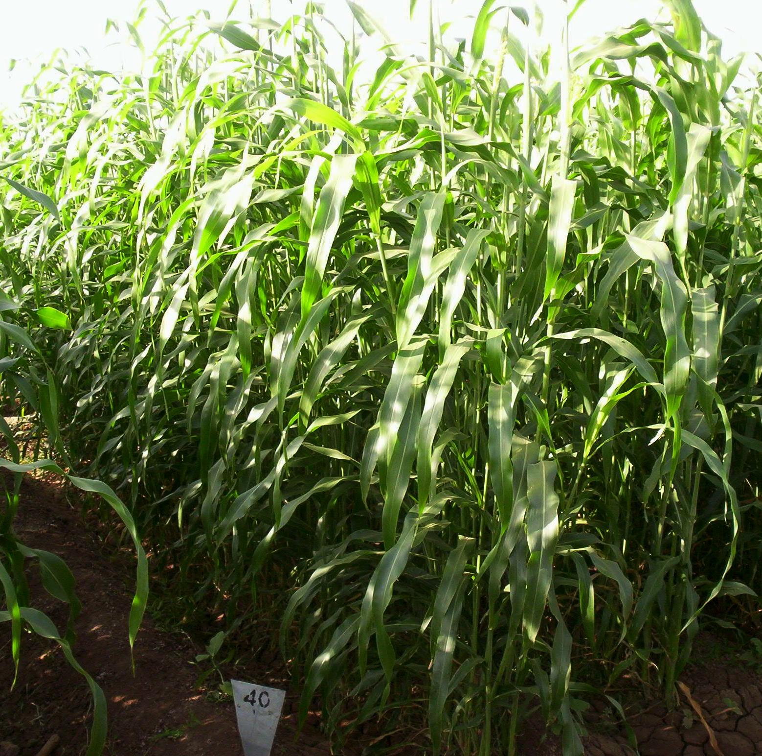 Sudan First Forage Sorghum Hybrid