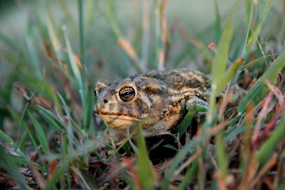 The Kansas Outback: Ode to a Toad
