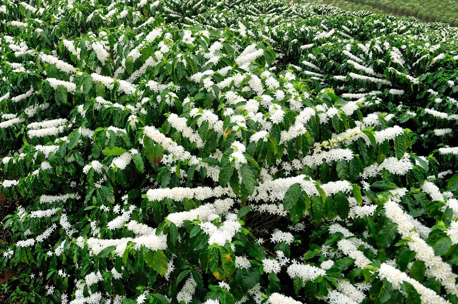 Rota do Café: A FLOR DO CAFÉ