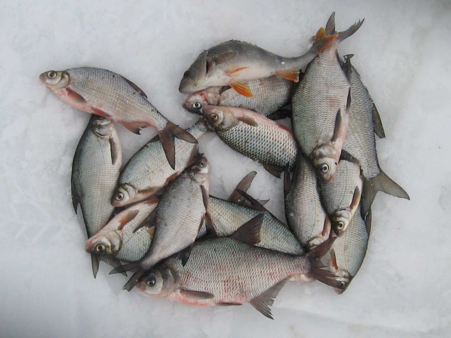 Прикормка рыбы зимой ~ Зимняя рыбалка