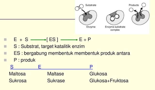 BIOLOGI GONZAGA: ENZIM METABOLISME