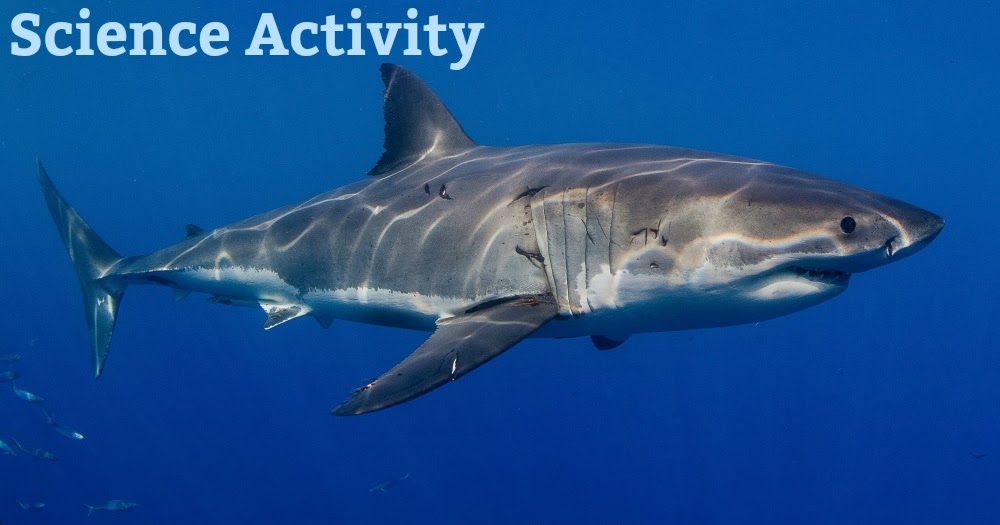 Share it! Science : Surviving Like a Shark Energy Transfer Game