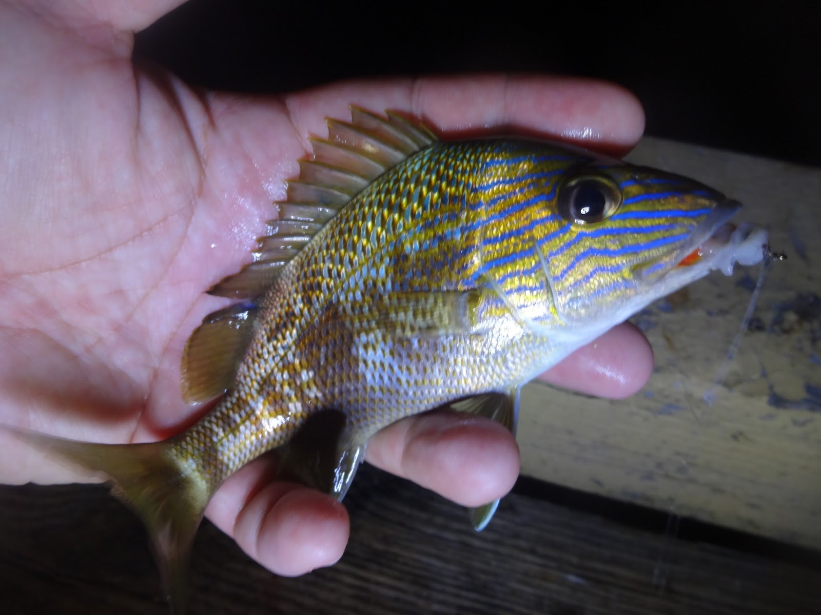 Extreme Philly Fishing: Florida Fishing Under Fresh Gale Conditions (01 ...