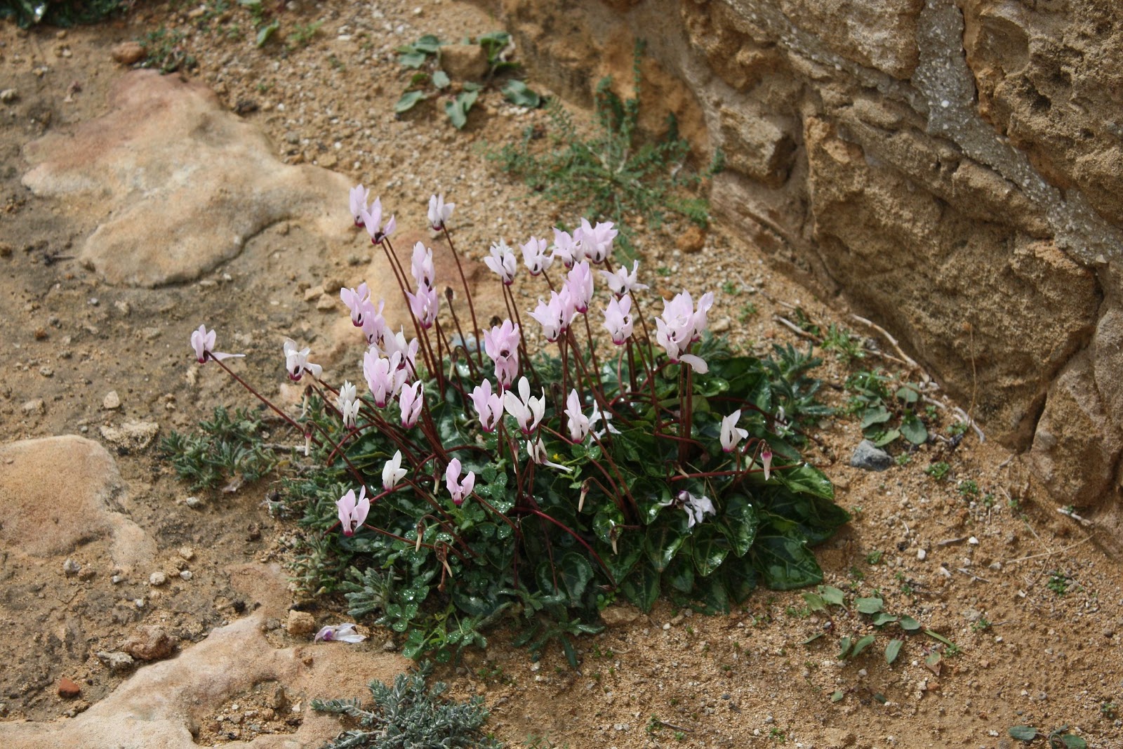 Cyclamen cyprium - Cyprus cyclamen | Travaldo's blog
