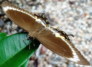 News from Coquette Point