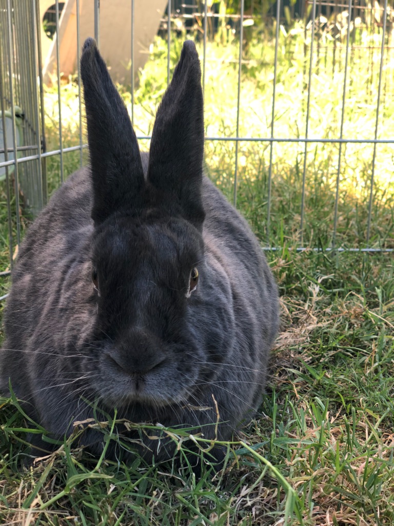 Disapproving Bun: Puffy (bhrr)