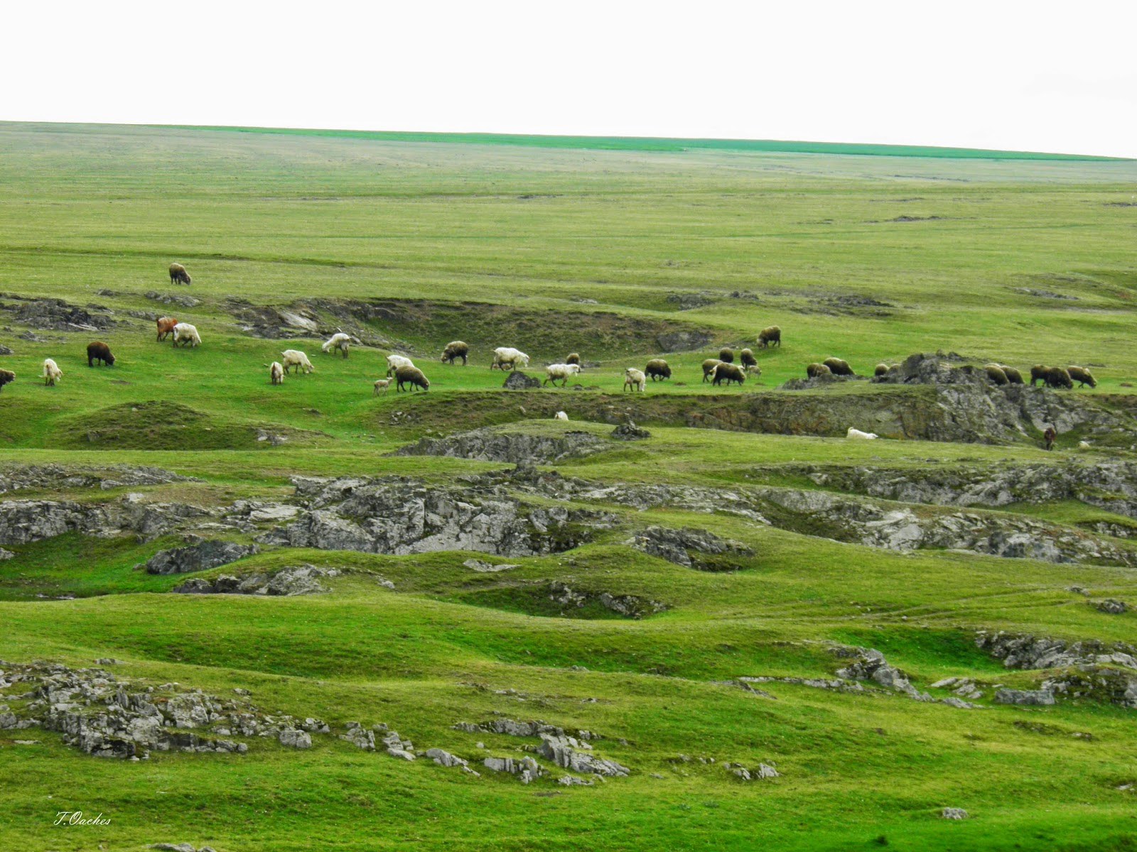 PASARI DIN ROMANIA: CIOCARLIE DE BARAGAN, Melanocorypha calandra