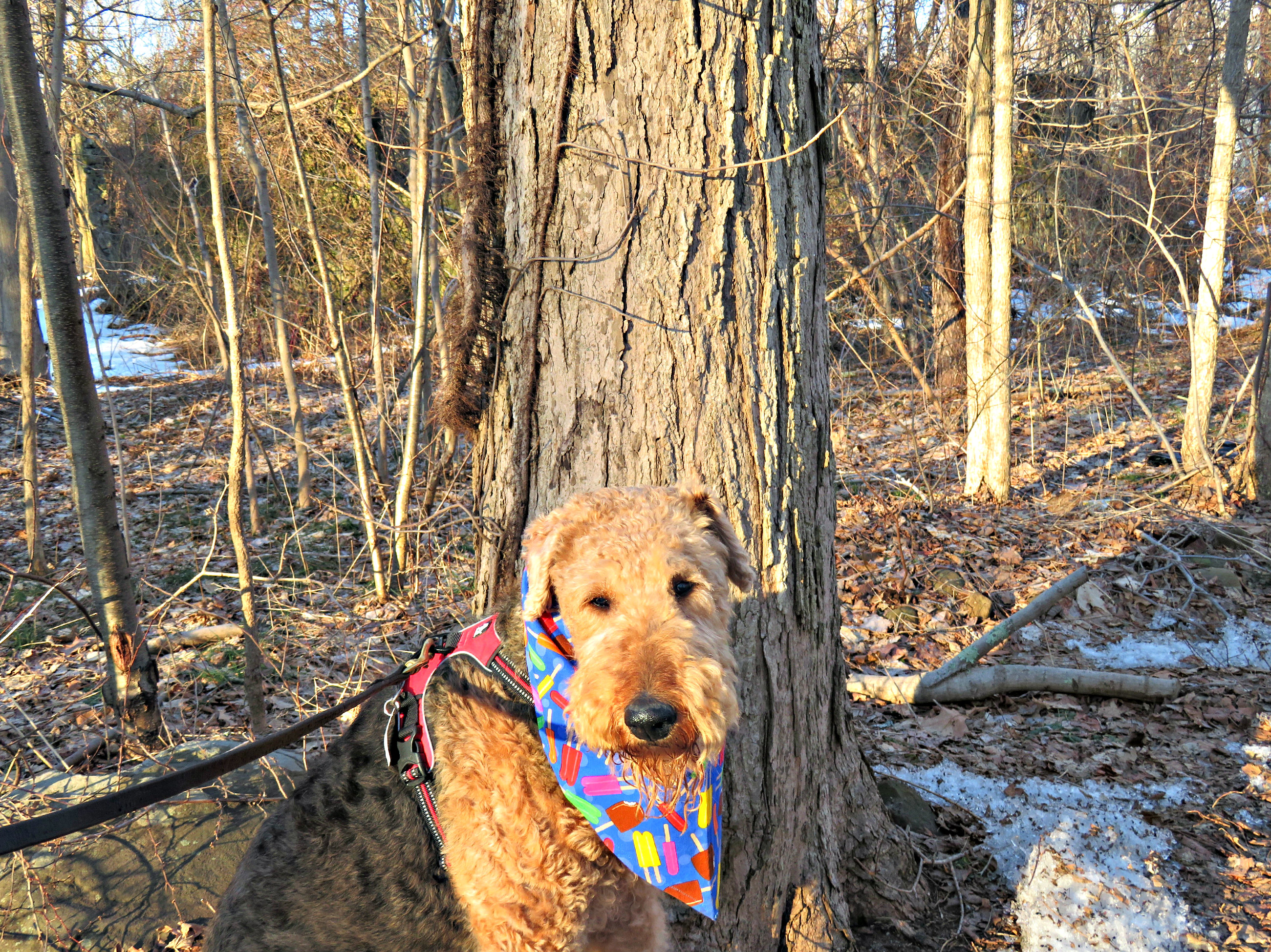 Molly the Airedale: Nature Friday