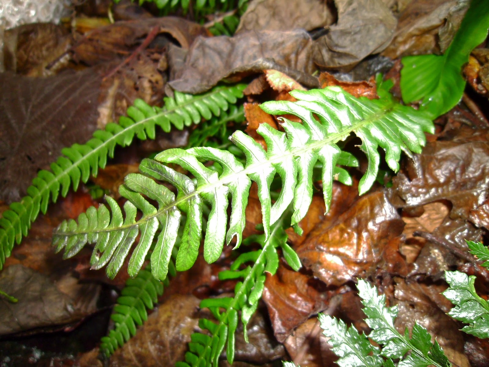 Het paradijsje van Jane: Plant #10: De varen (Pteropsida/Monilophyta)
