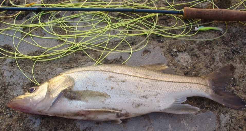 The Giant 5 Kg Rats Of East Timor