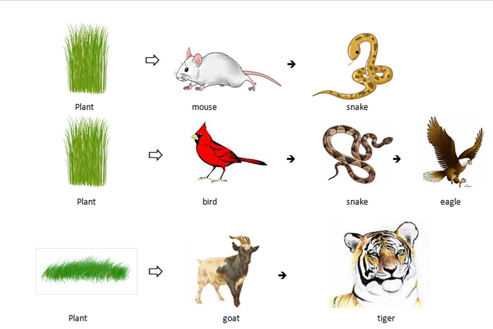 Simple Food Chain Examples