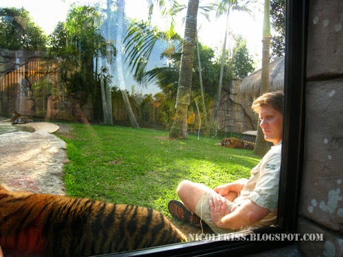 Home for Homeless - Project Tiger - Save Them: Comparison of Zoo