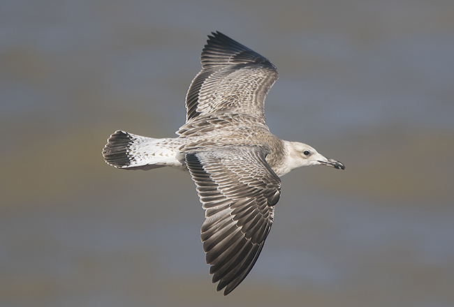 PLODDINGBIRDER: Juvenile Caspian Gull!